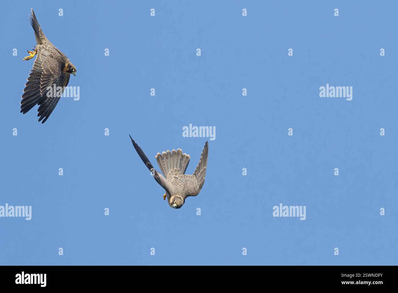 Slaty Falcon, (Falco concolor), animals, birds, birds of prey, falcons ...