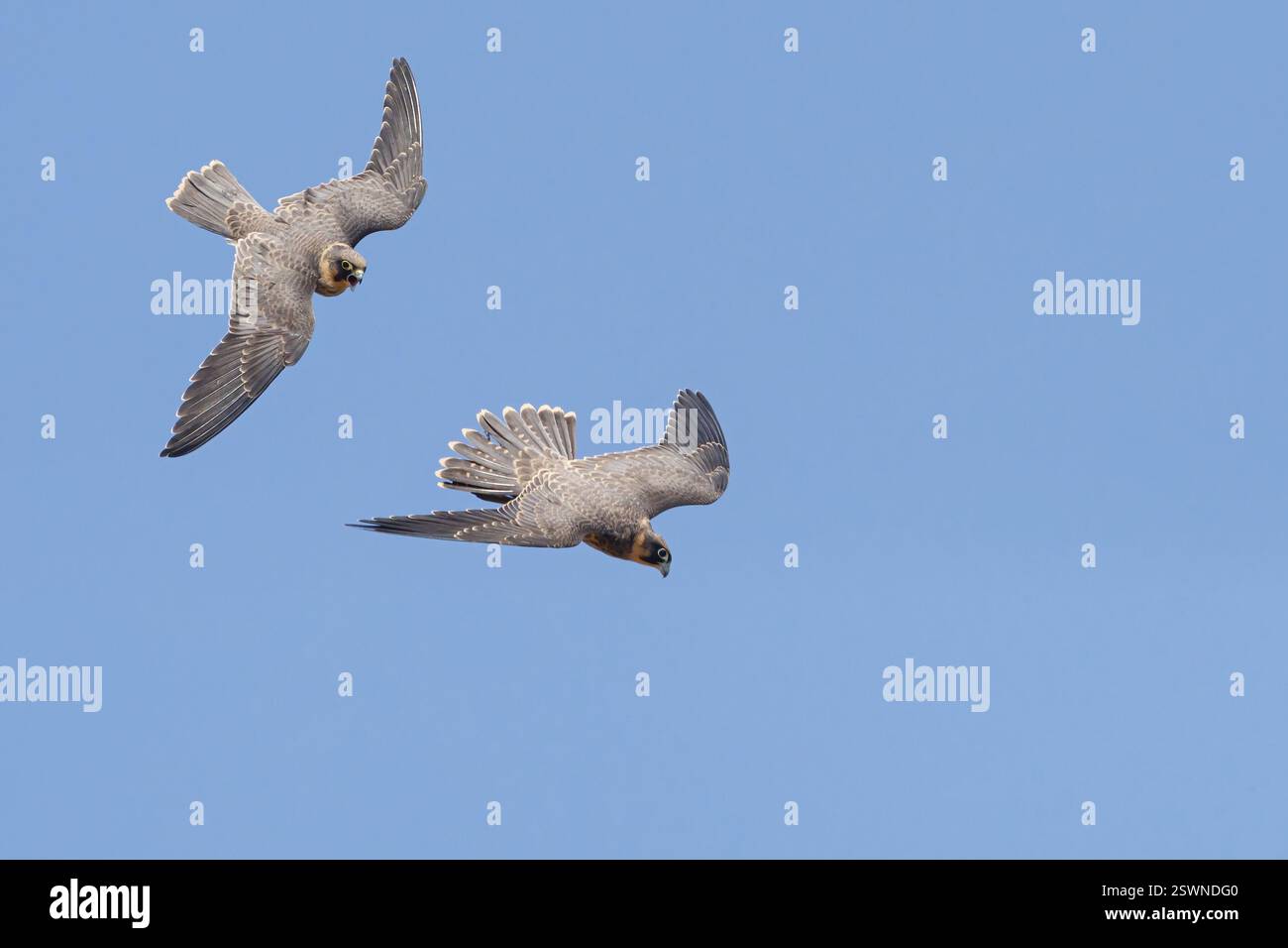 Slaty Falcon, (Falco concolor), animals, birds, birds of prey, falcons ...