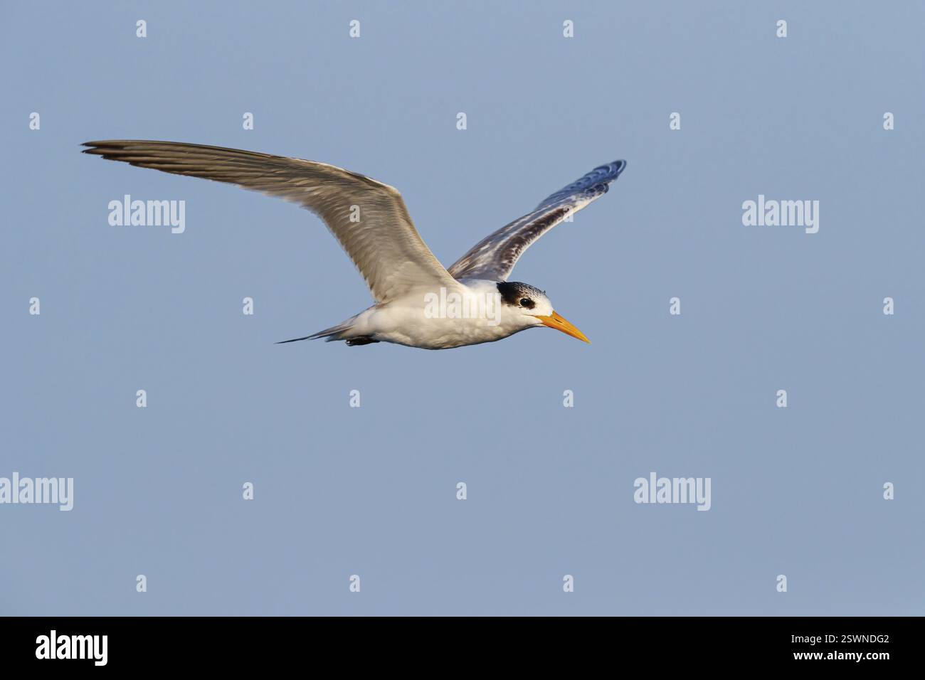 Rueppell's Tern, (Thalasseus bengalensis), (Sterne bengalensis ...