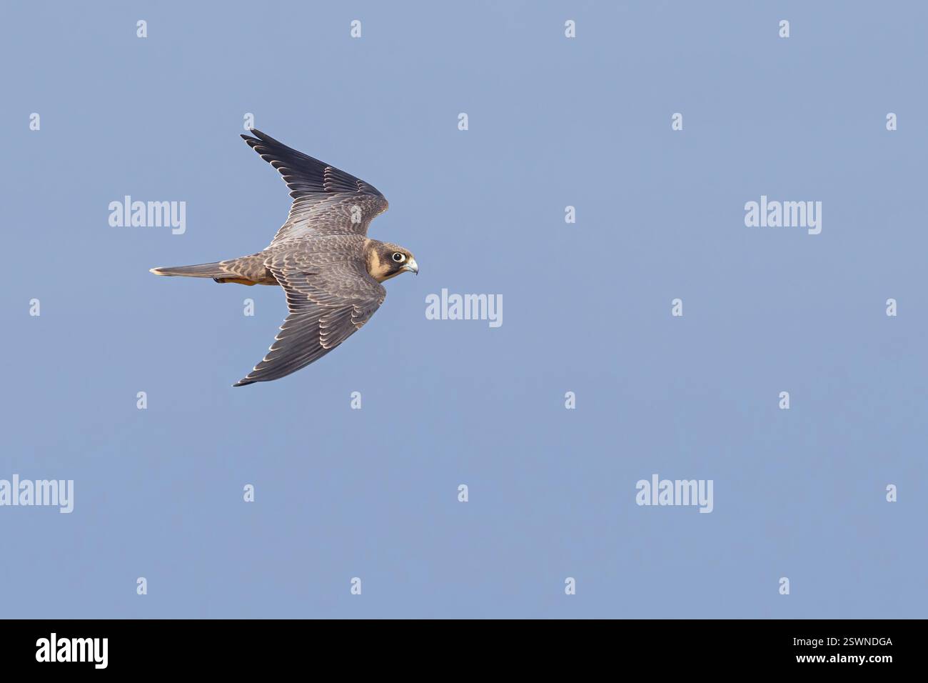 Slaty Falcon, (Falco concolor), animals, birds, birds of prey, falcons ...