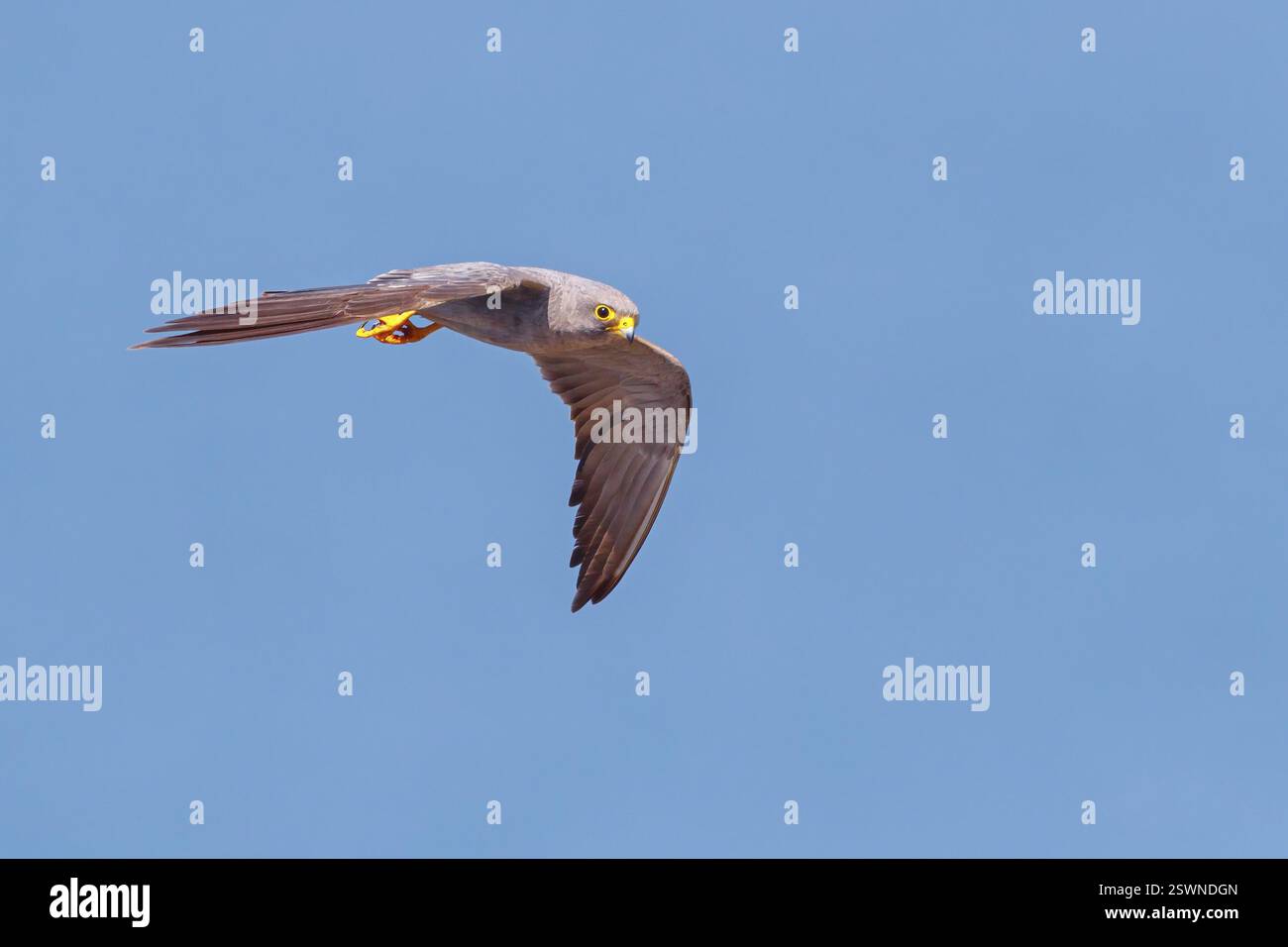 Slaty Falcon, (Falco concolor), animals, birds, birds of prey, falcons ...
