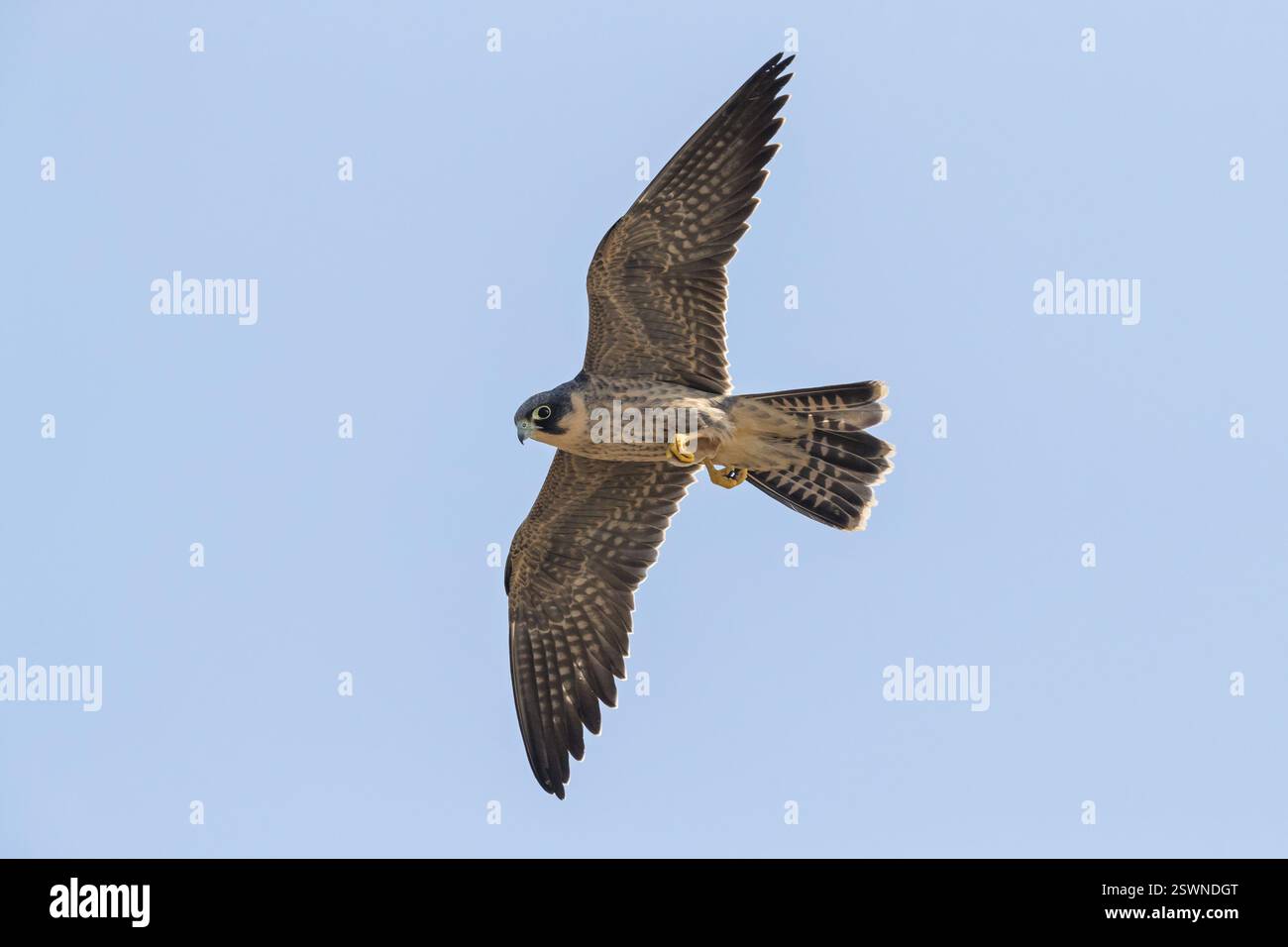 Slaty Falcon, (Falco concolor), animals, birds, birds of prey, falcons ...