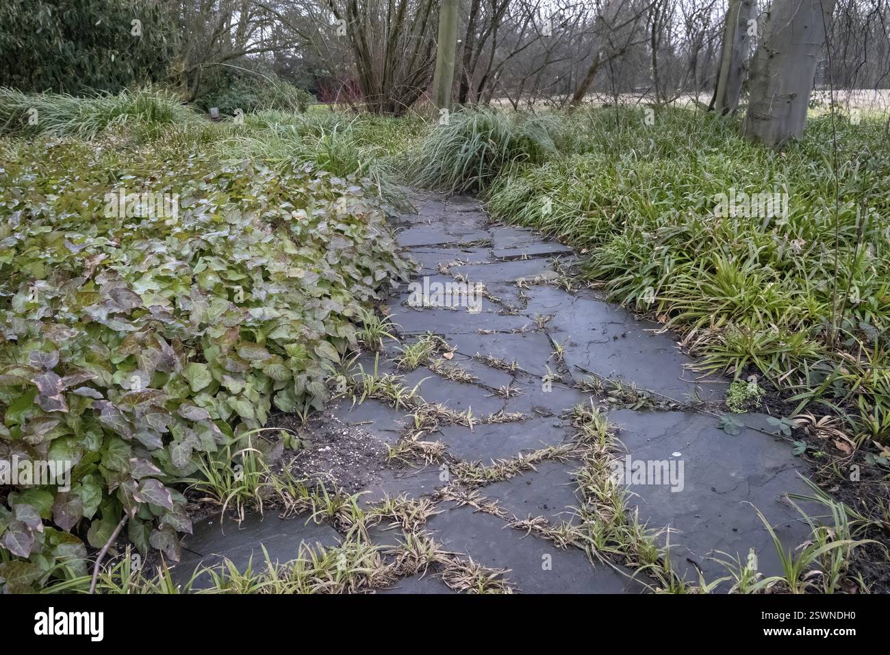 Stone path winding through overgrown greenery in a serene park setting ...