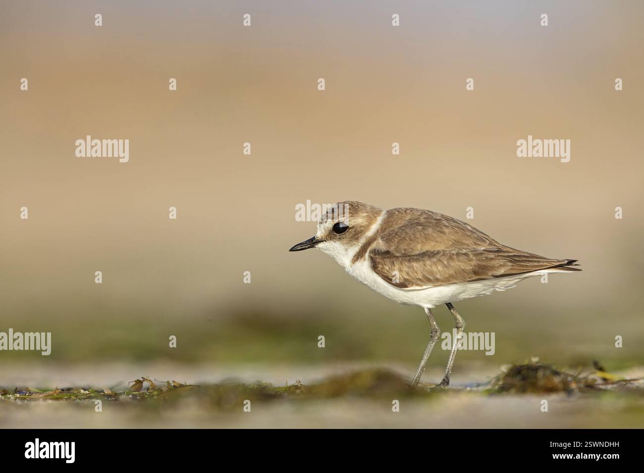 Animals, birds, plover, Kentish plover, (Charadrius alexandrinus ...