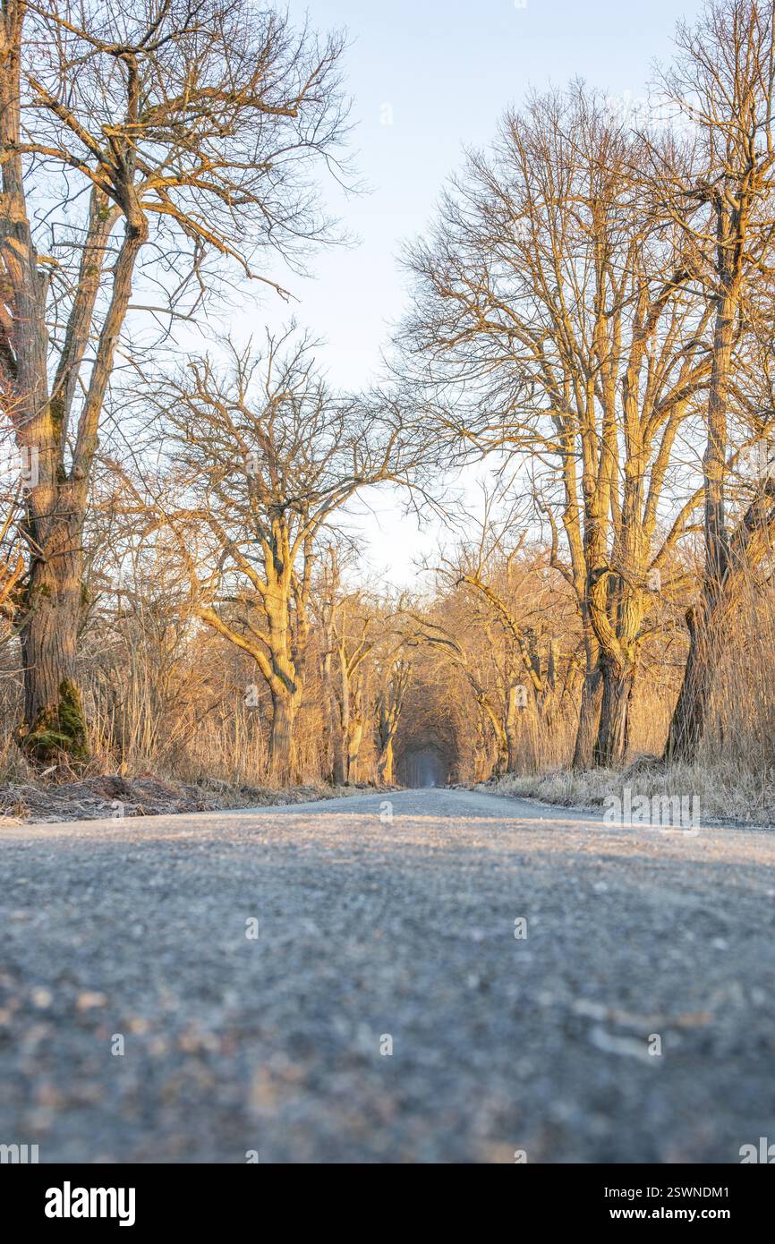 Path through an old avenue. Trees in a winter landscape with ice and ...