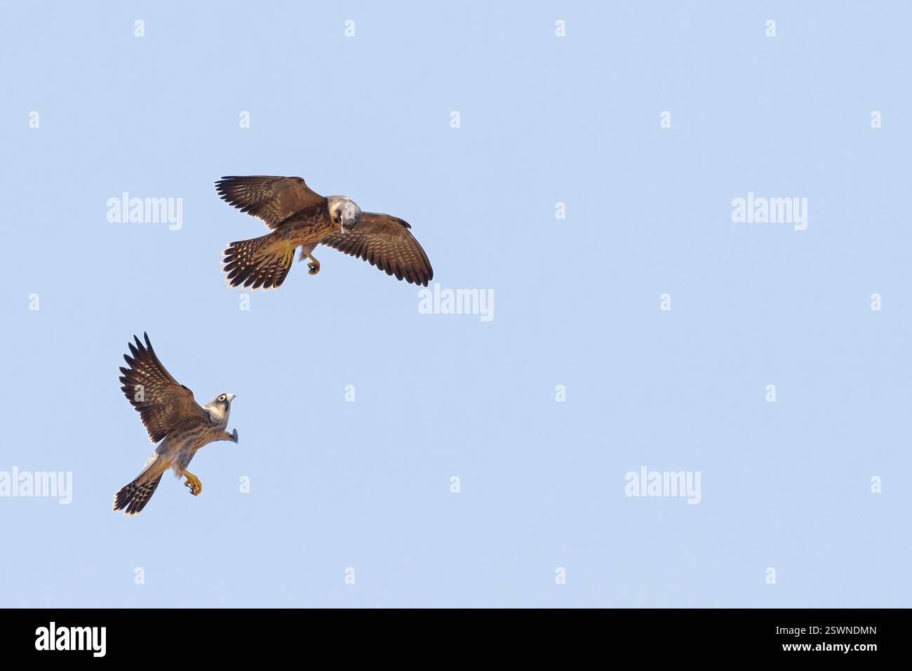 Slaty Falcon, (Falco concolor), animals, birds, birds of prey, falcons ...