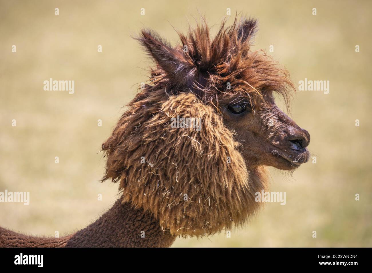 Portrait of an alpaca, Vicugna pacos. Big eyes, soft fur, animal in Siofok Zoo, Lake Balaton ...