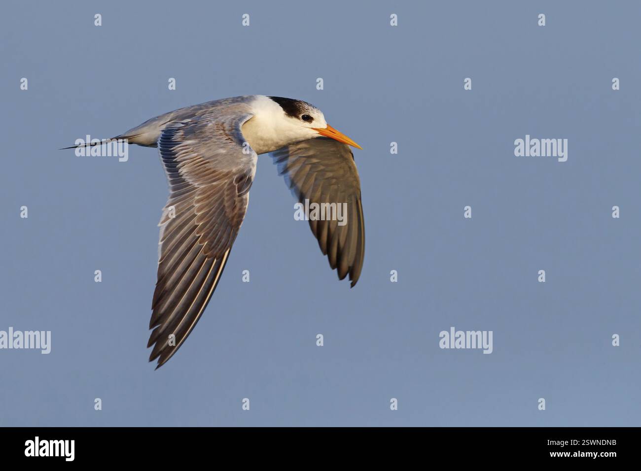 Rueppell's Tern, (Thalasseus bengalensis), (Sterne bengalensis ...