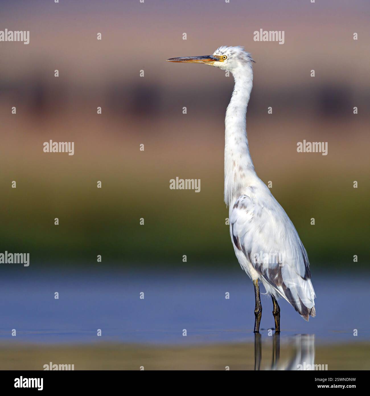 Heron, (Egretta gularis), heron family, biotope, habitat, waters ...