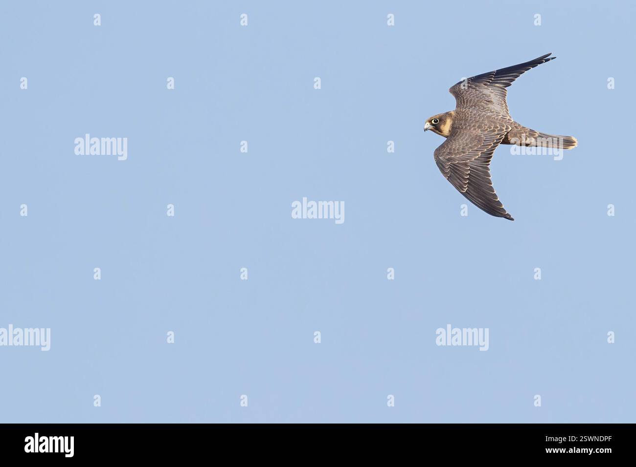 Slaty Falcon, (Falco concolor), animals, birds, birds of prey, falcons ...