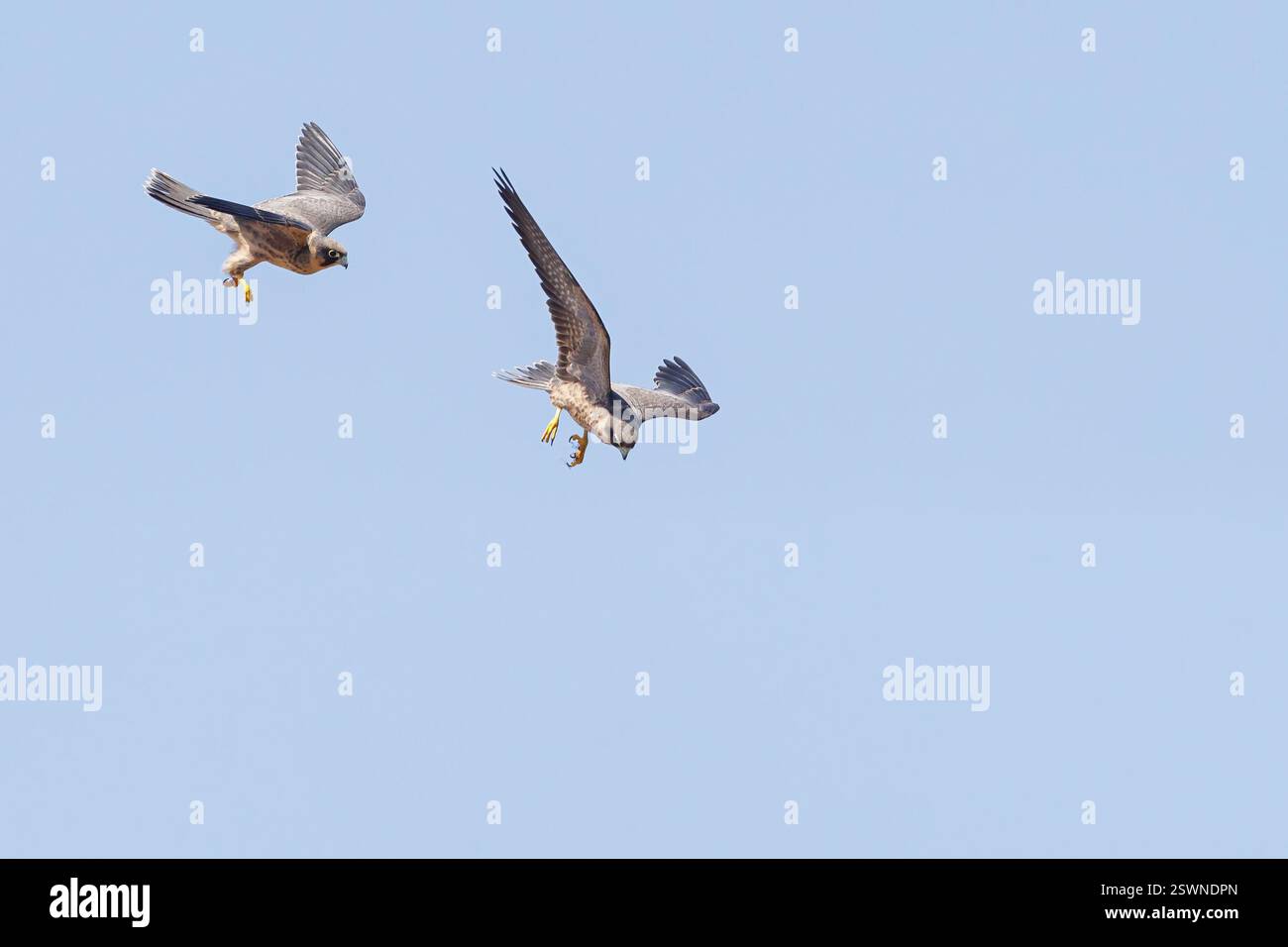 Slaty Falcon, (Falco concolor), animals, birds, birds of prey, falcons ...