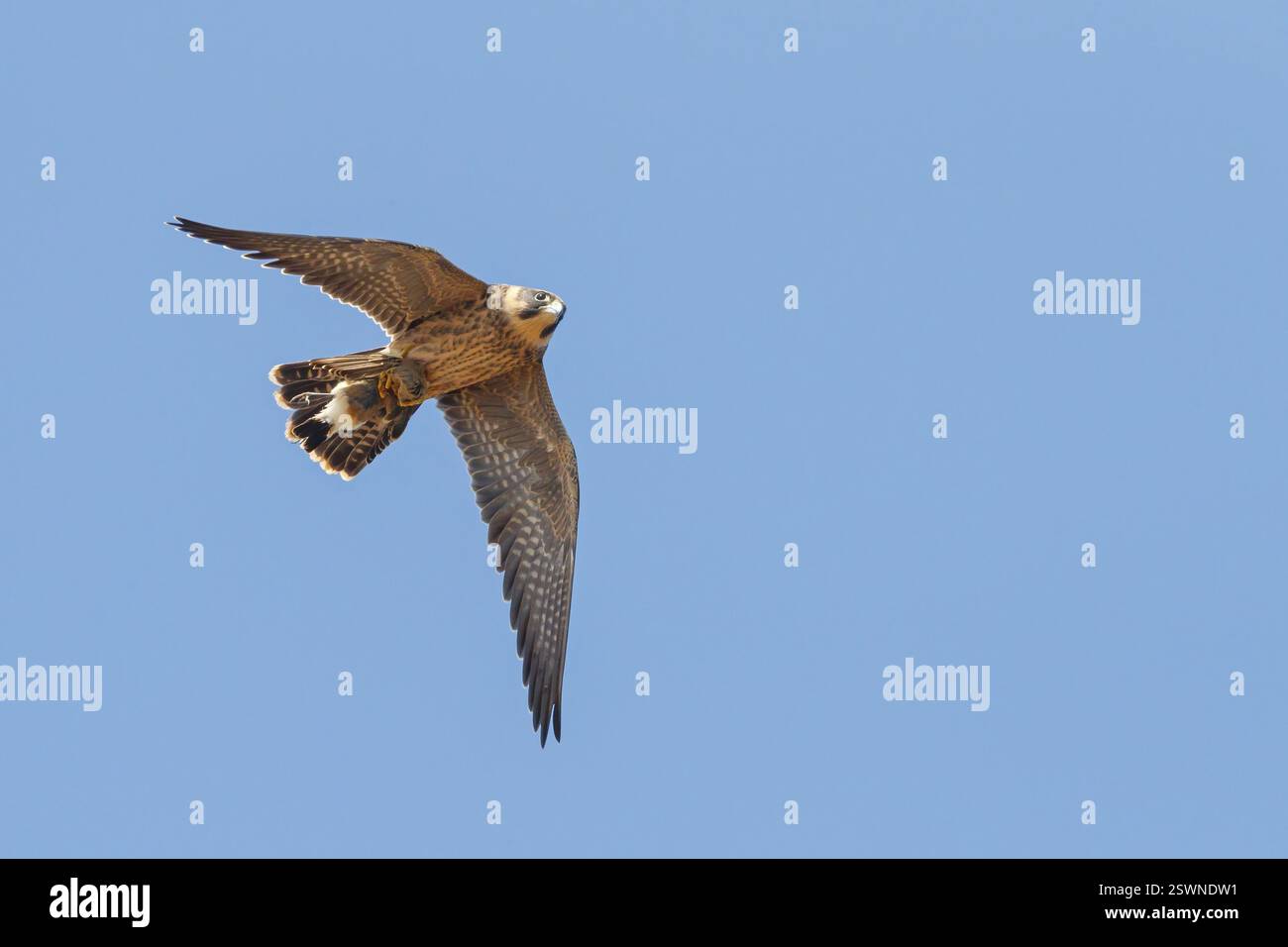 Slaty Falcon, (Falco concolor), animals, birds, birds of prey, falcons ...