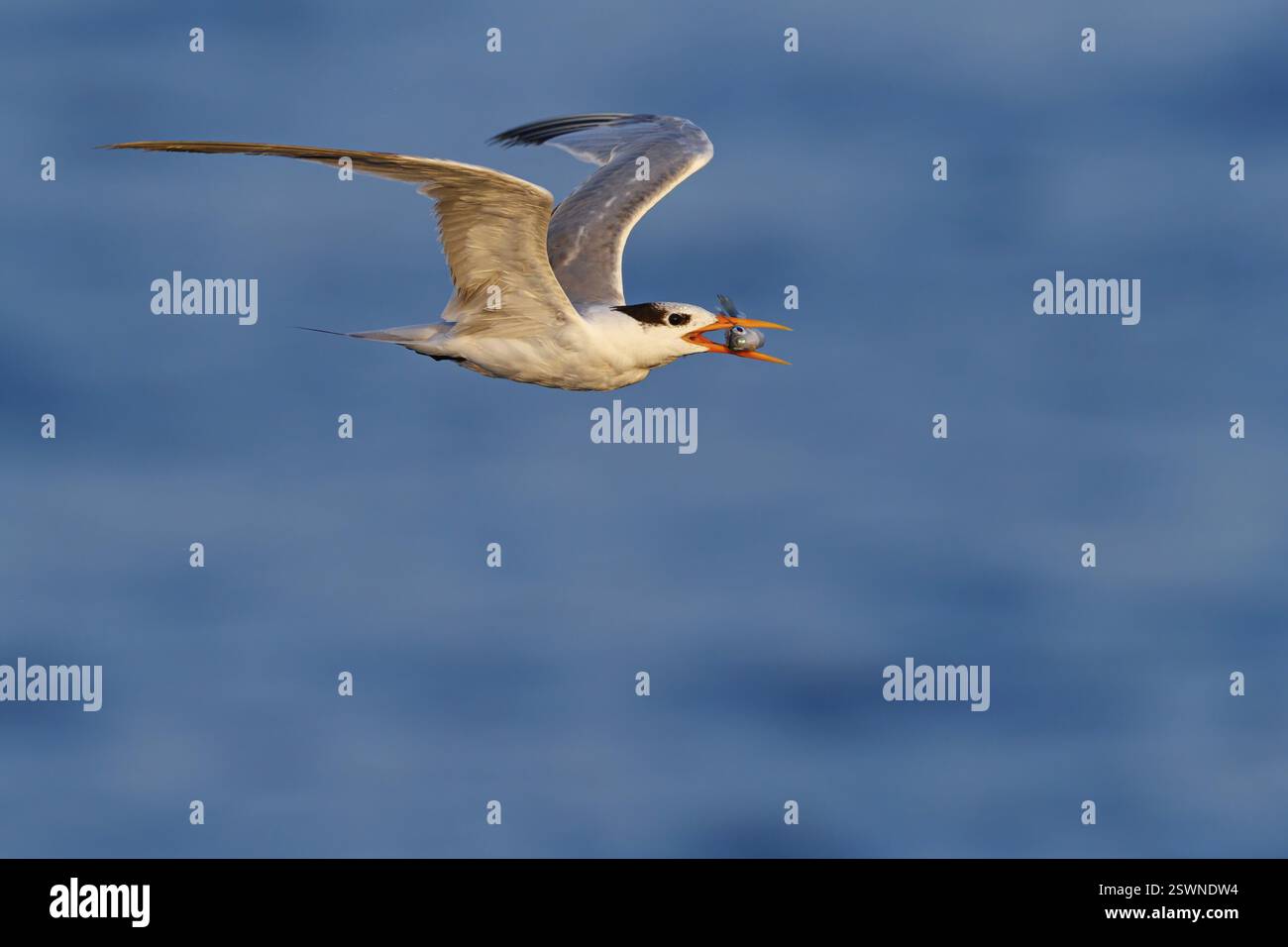Rueppell's Tern, (Thalasseus bengalensis), (Sterne bengalensis ...