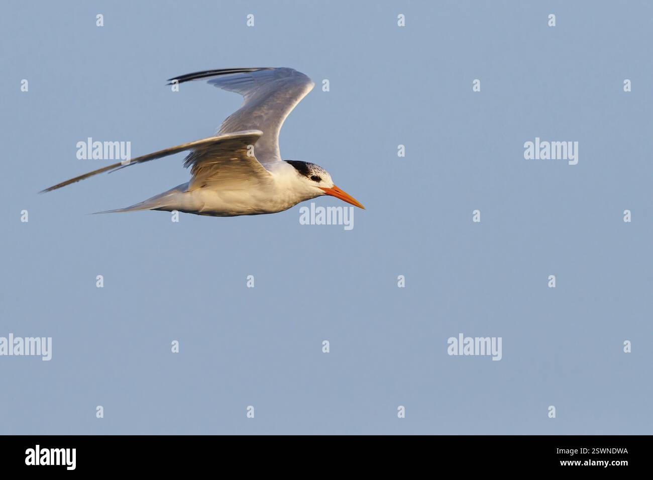 Rueppell's Tern, (Thalasseus bengalensis), (Sterne bengalensis ...