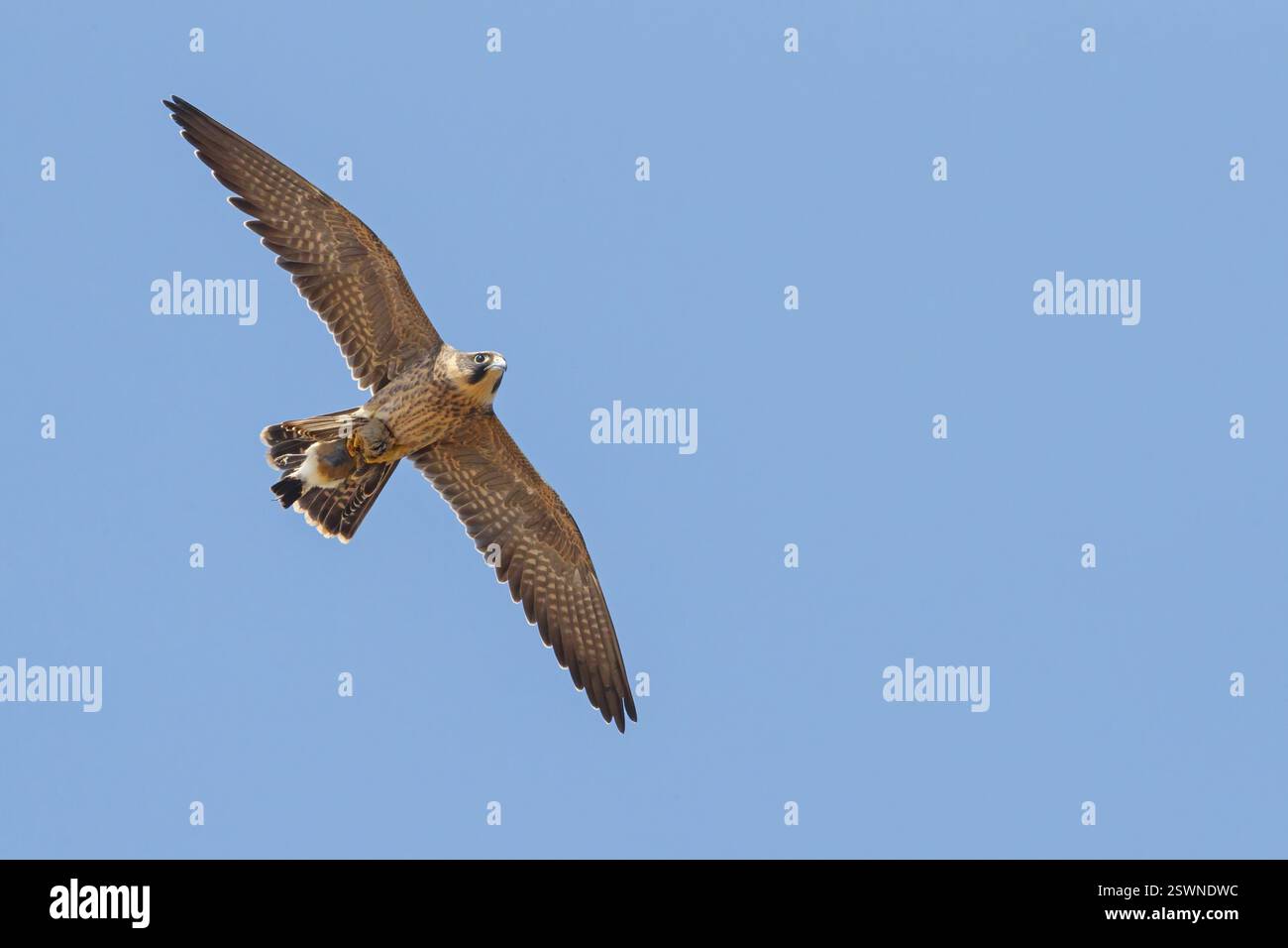 Slaty Falcon, (Falco concolor), animals, birds, birds of prey, falcons ...