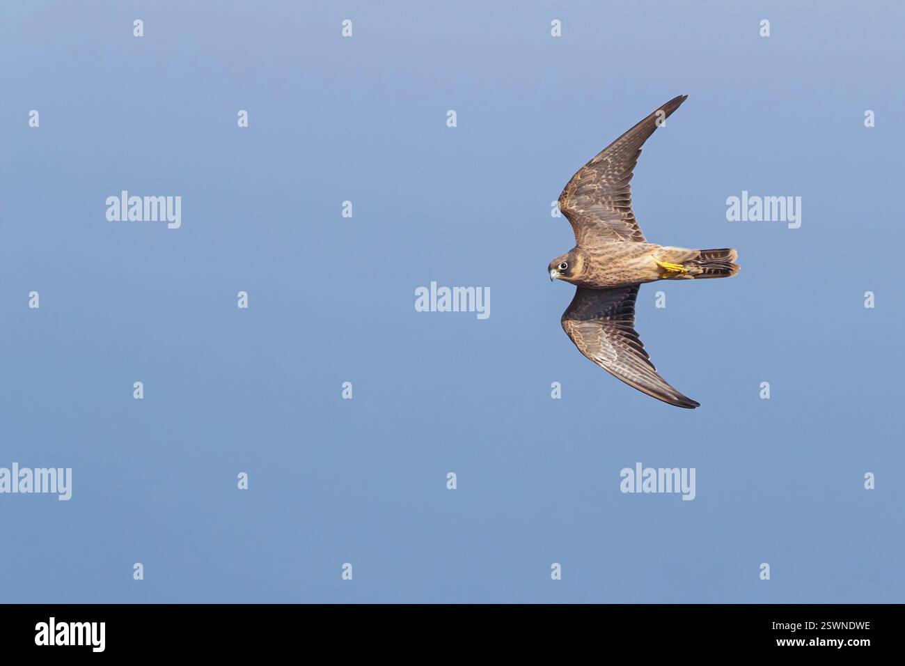 Slaty Falcon, (Falco concolor), animals, birds, birds of prey, falcons ...