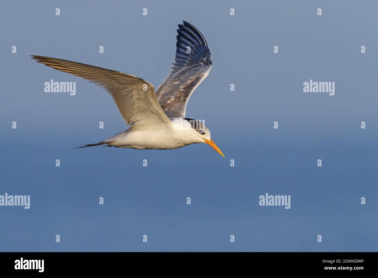 Rueppell's Tern, (Thalasseus bengalensis), (Sterne bengalensis ...