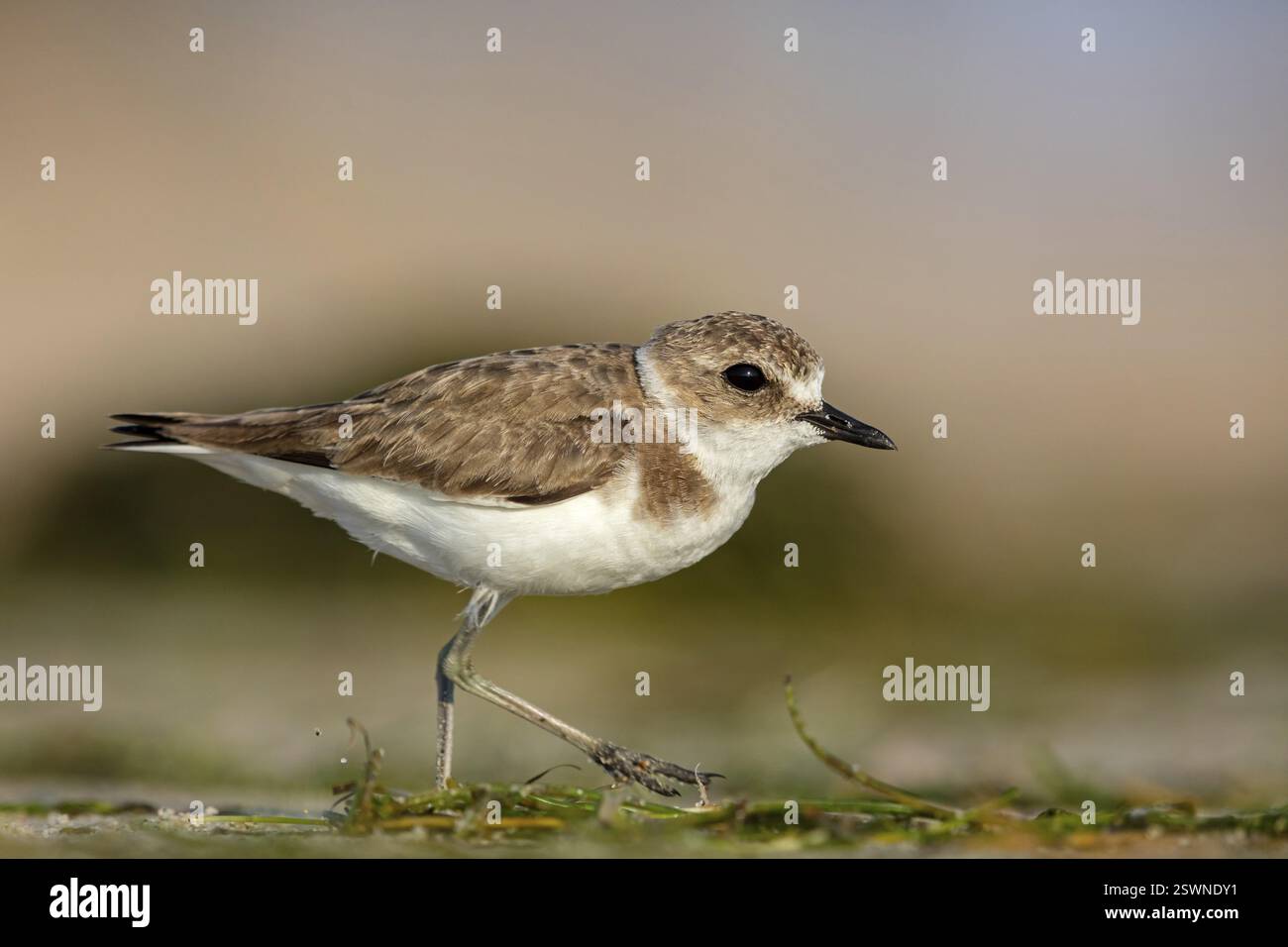 Animals, birds, plover, Kentish plover, (Charadrius alexandrinus ...