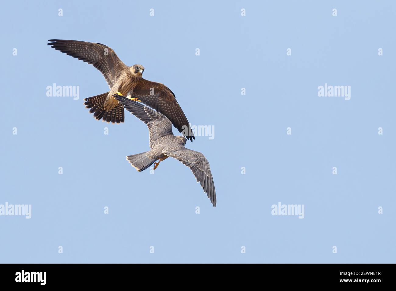 Slaty Falcon, (Falco concolor), animals, birds, birds of prey, falcons ...
