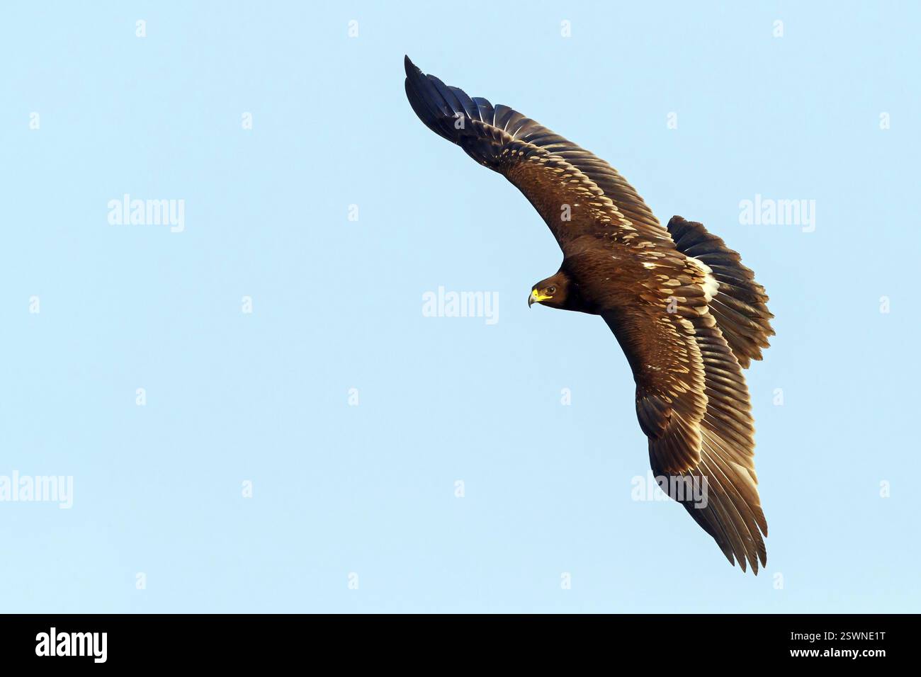Golden eagle, (Clanga clanga) family of goshawks, animals, birds, birds ...