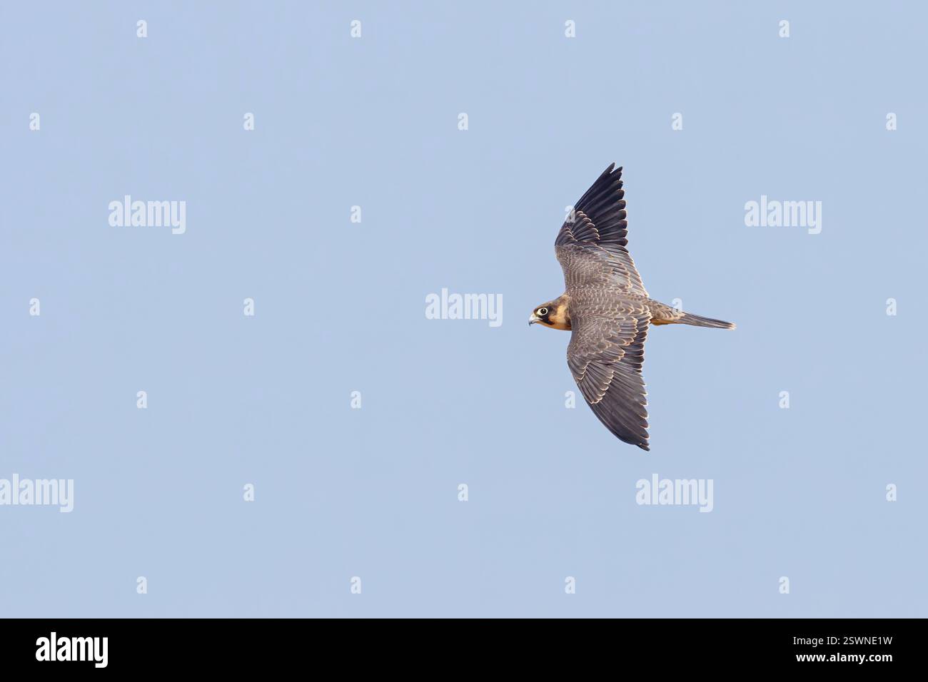 Slaty Falcon, (Falco concolor), animals, birds, birds of prey, falcons ...