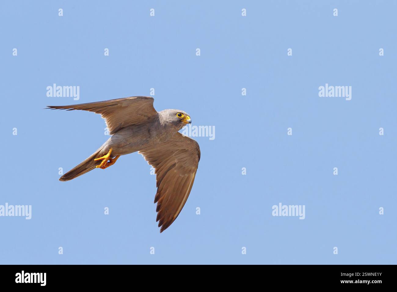 Slaty Falcon, (Falco concolor), animals, birds, birds of prey, falcons ...
