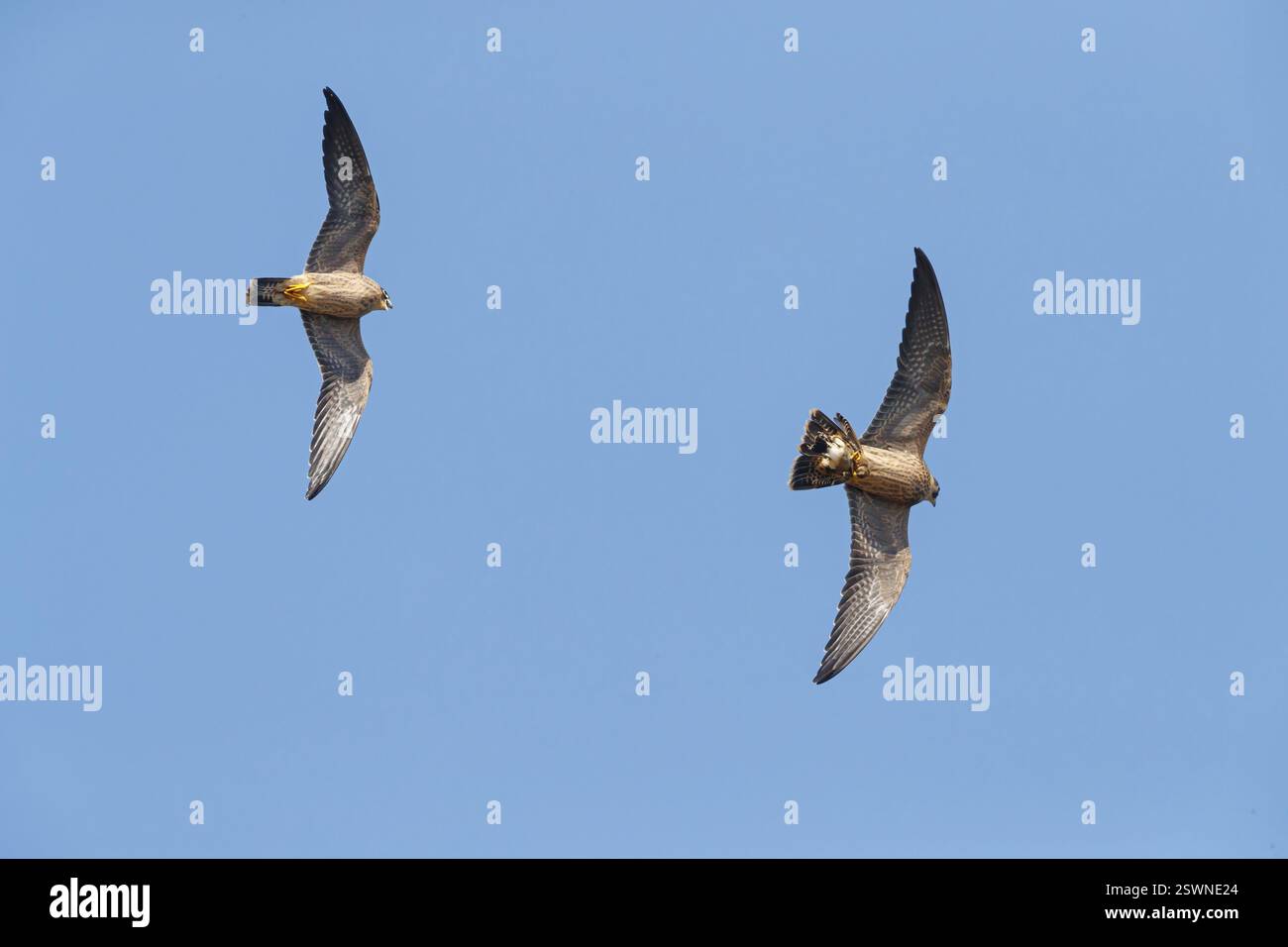 Slaty Falcon, (Falco concolor), animals, birds, birds of prey, falcons ...