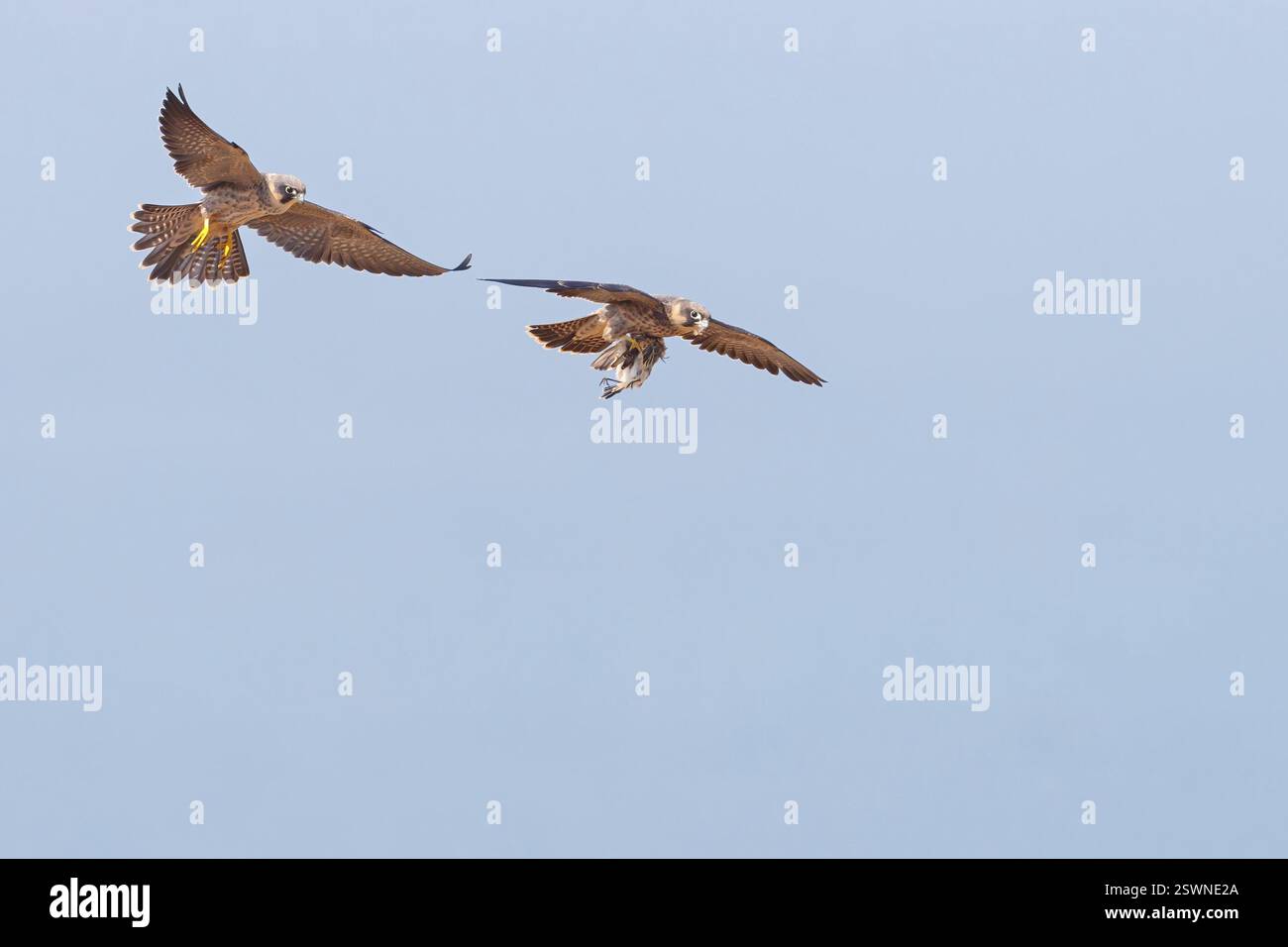 Slaty Falcon, (Falco concolor), animals, birds, birds of prey, falcons ...