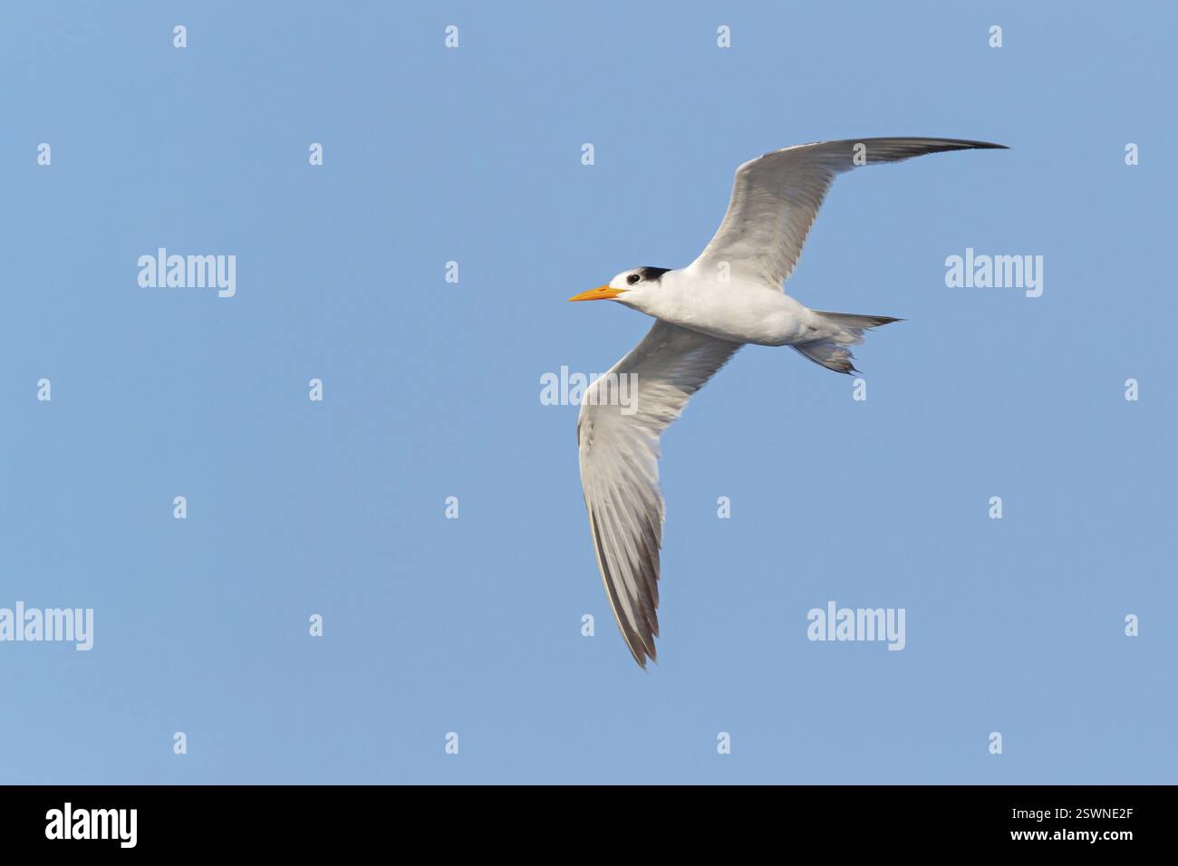 Rueppell's Tern, (Thalasseus bengalensis), (Sterne bengalensis ...