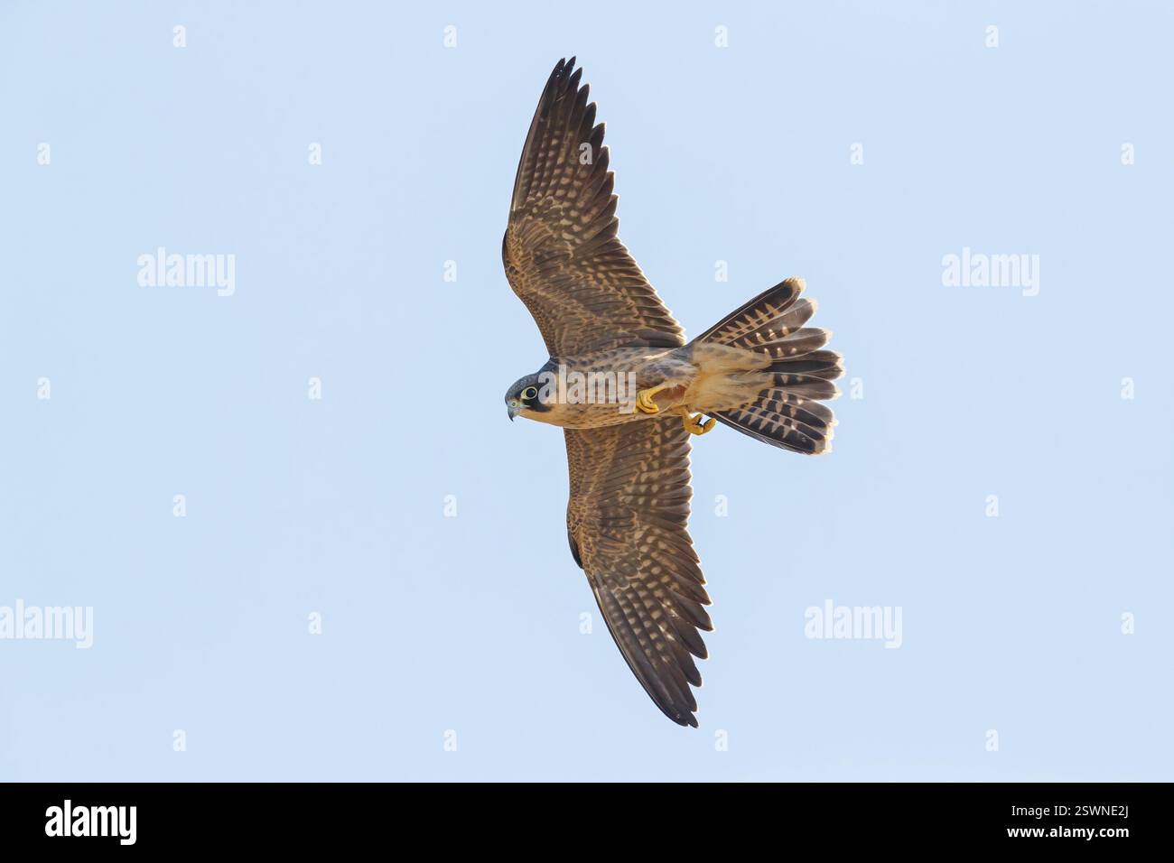 Slaty Falcon, (Falco concolor), animals, birds, birds of prey, falcons ...