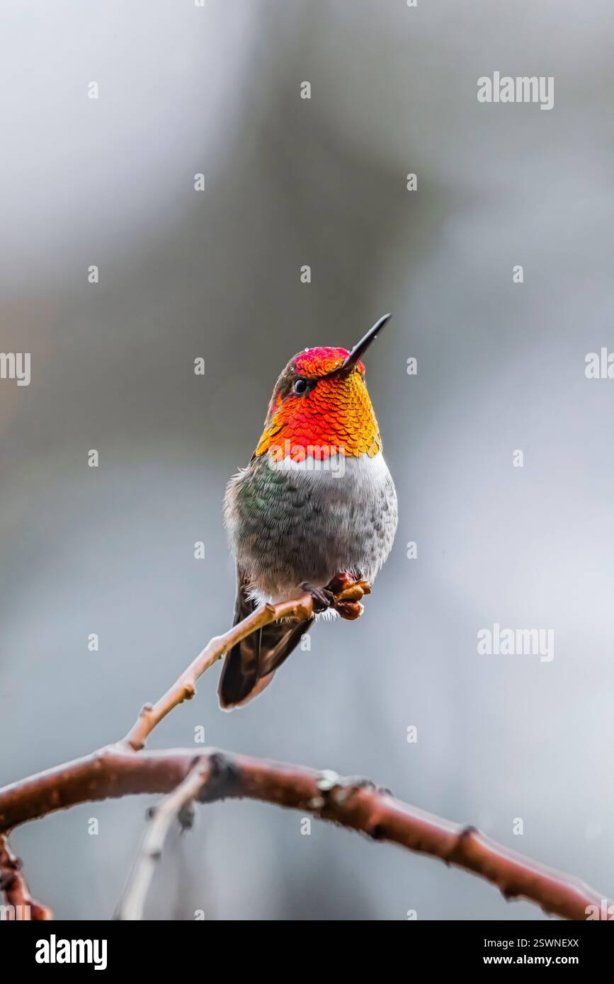 Anna's Hummingbird, Calypte anna, male displaying gorget in February ...