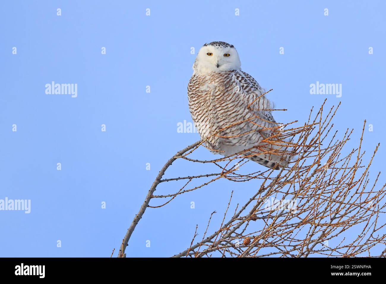 Snowy Owl female with blue cloudscape sky on the background in Quebec ...