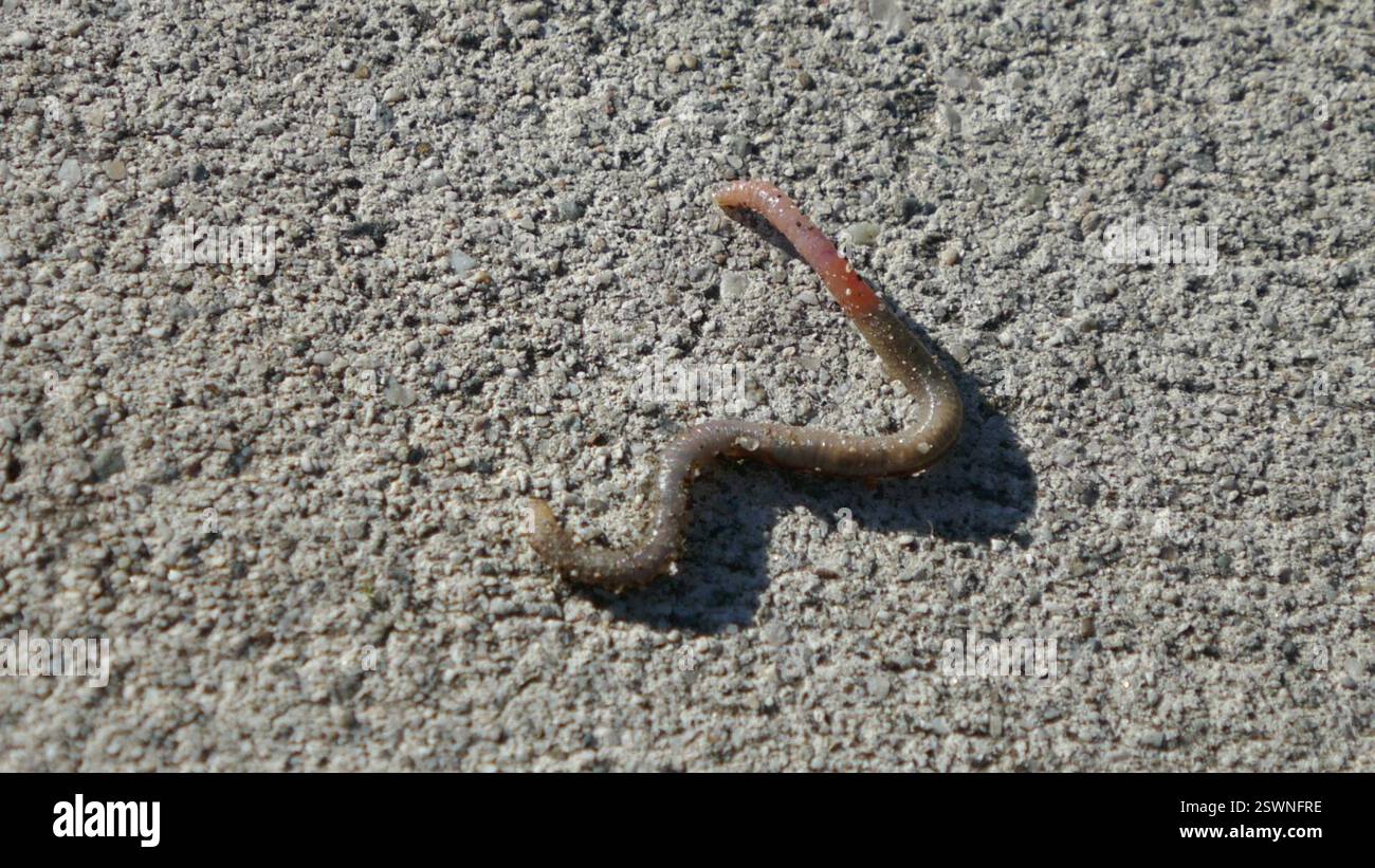Culver City, California, USA 20th February 2025 Worm on sidewalk on ...