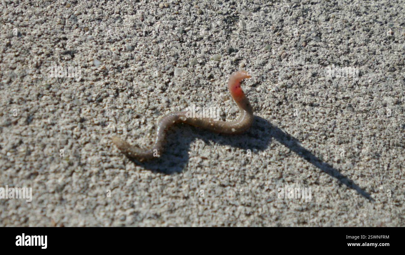 Culver City, California, USA 20th February 2025 Worm on sidewalk on ...