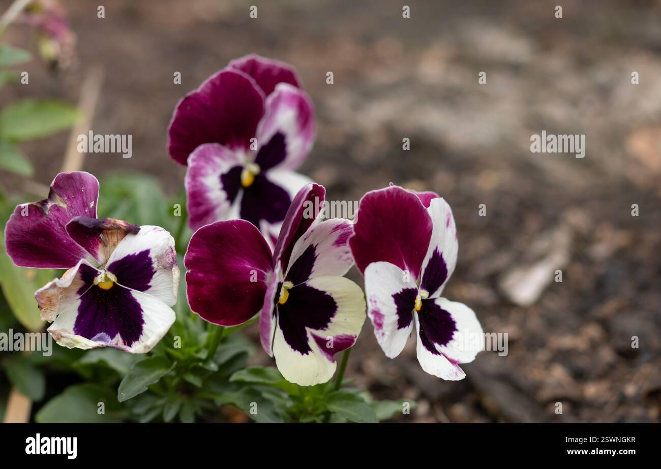 Pretty Pansy flowers turning their faces towards the sun. Garden ...