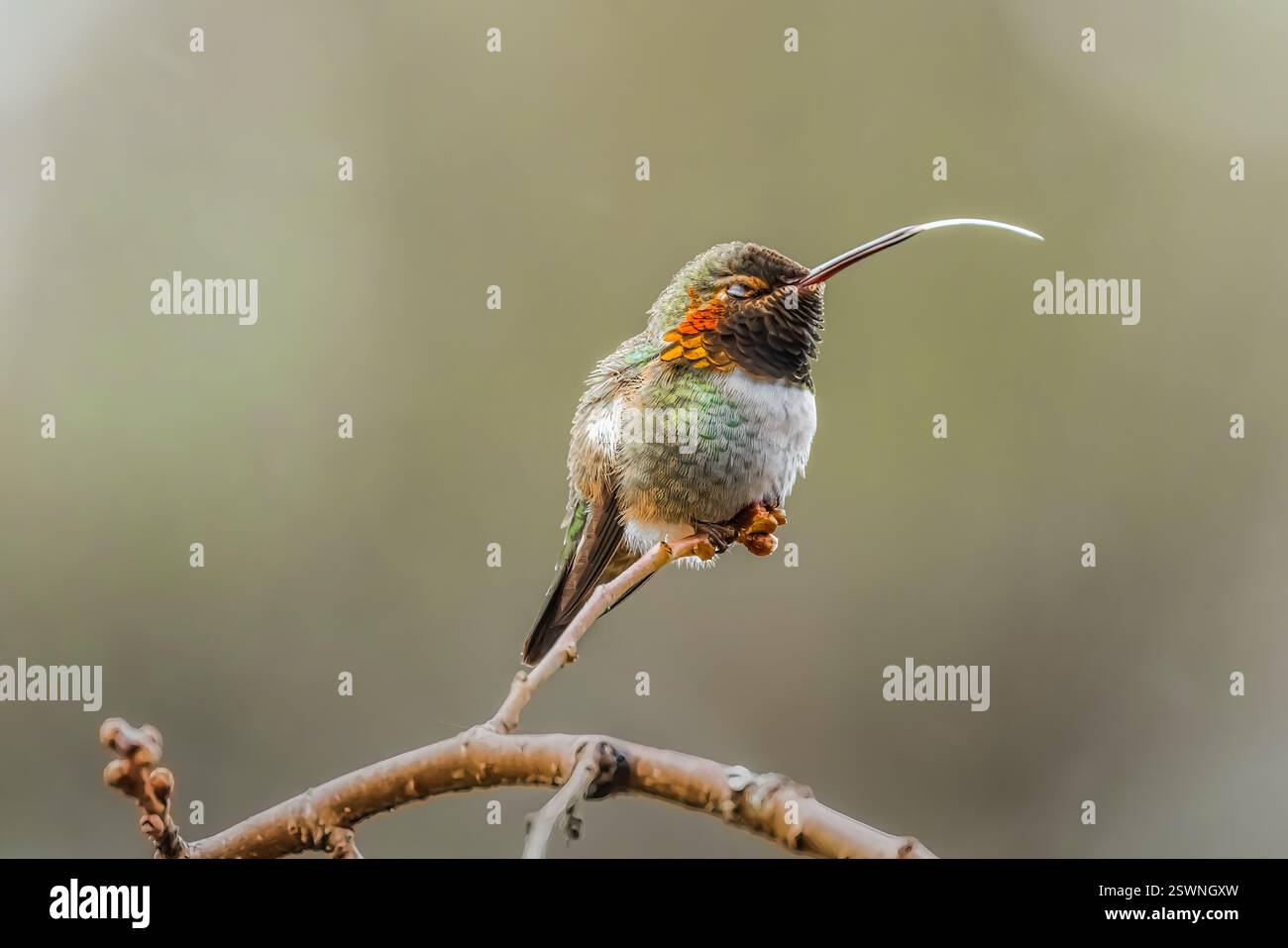 Anna's Hummingbird, Calypte anna, male with outstretched tongue in ...