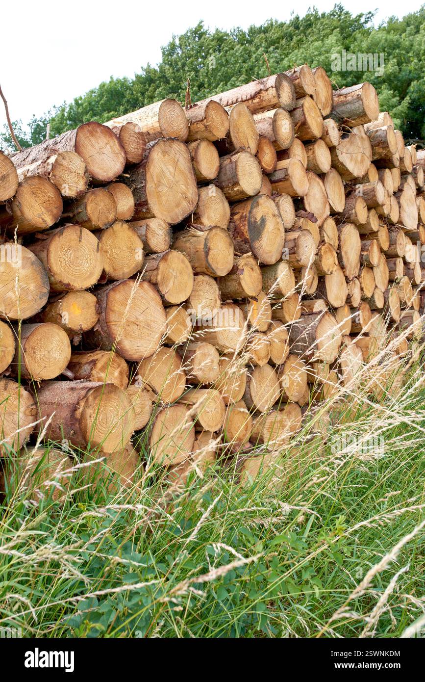 Wood, environment and stack of log in nature for lumber, construction ...