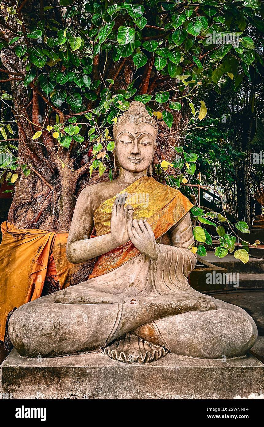 Buddha Statue Under a Sacred Tree A stone Buddha statue sits in a ...