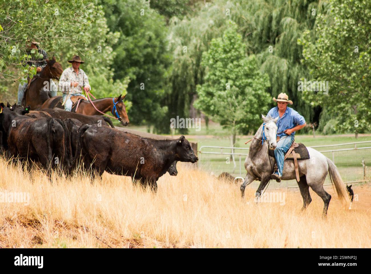 Australian stock horse hi-res stock photography and images - Alamy