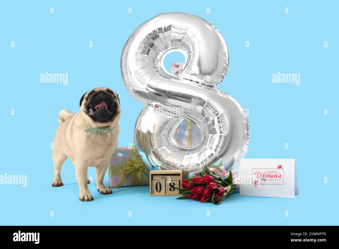 Cute pug dog with tulips, cube calendar and air balloon in shape of ...