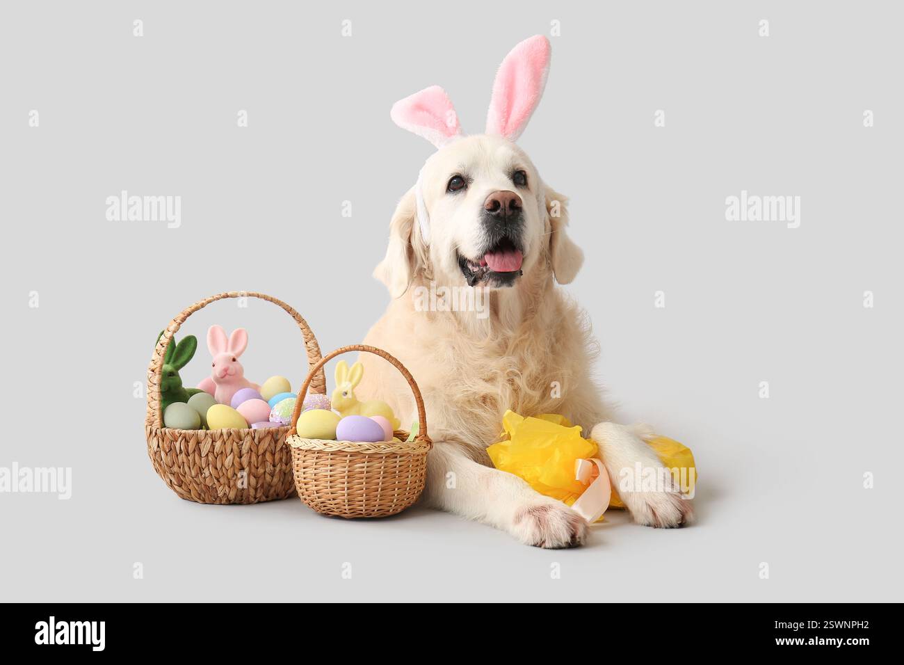 Cute Labrador dog in bunny ears with Easter eggs lying on light ...