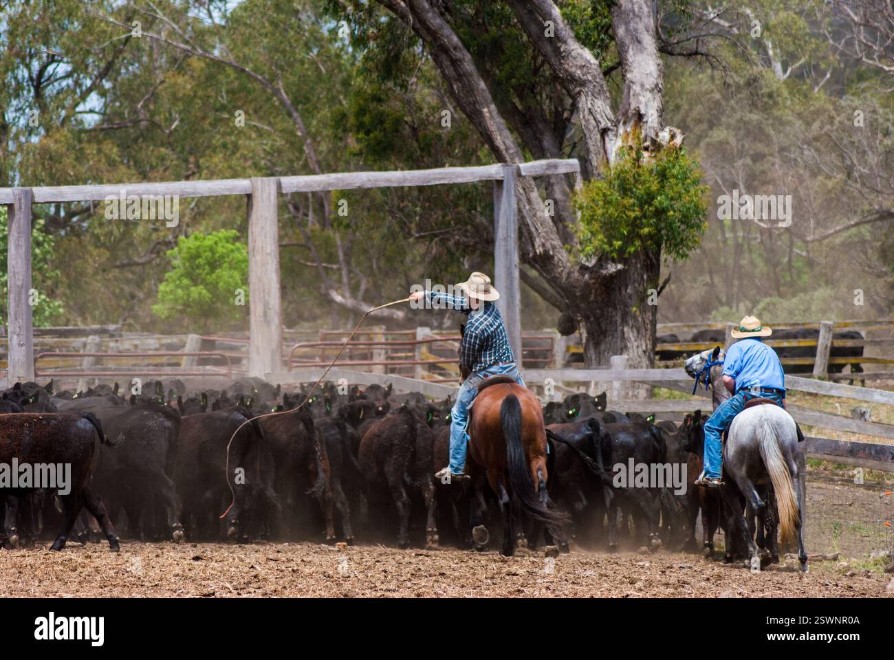 men working cattle in Australia Stock Photo - Alamy