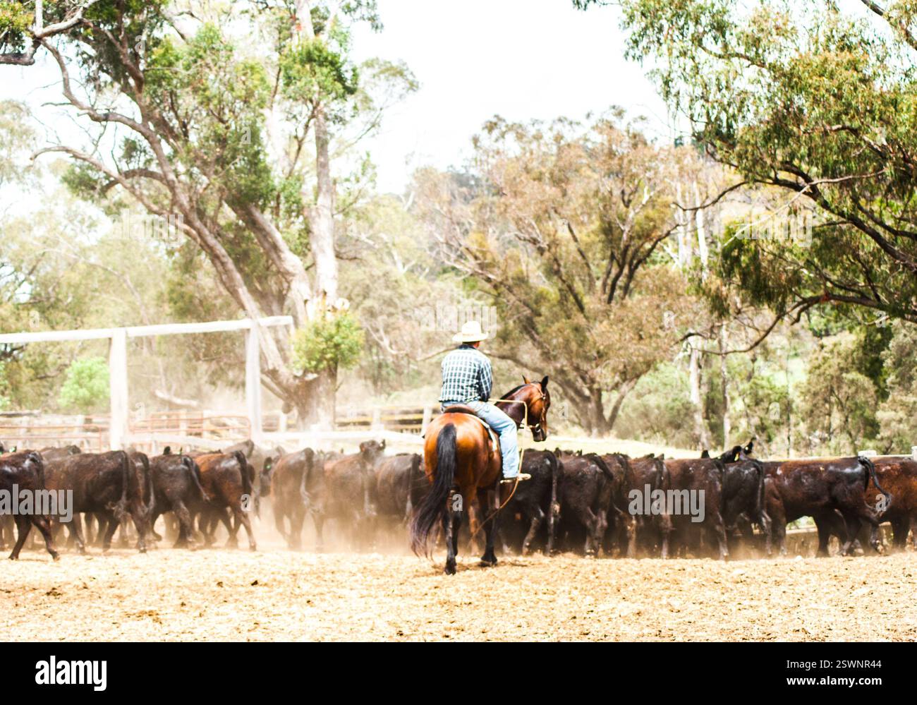 men working cattle in Australia Stock Photo - Alamy