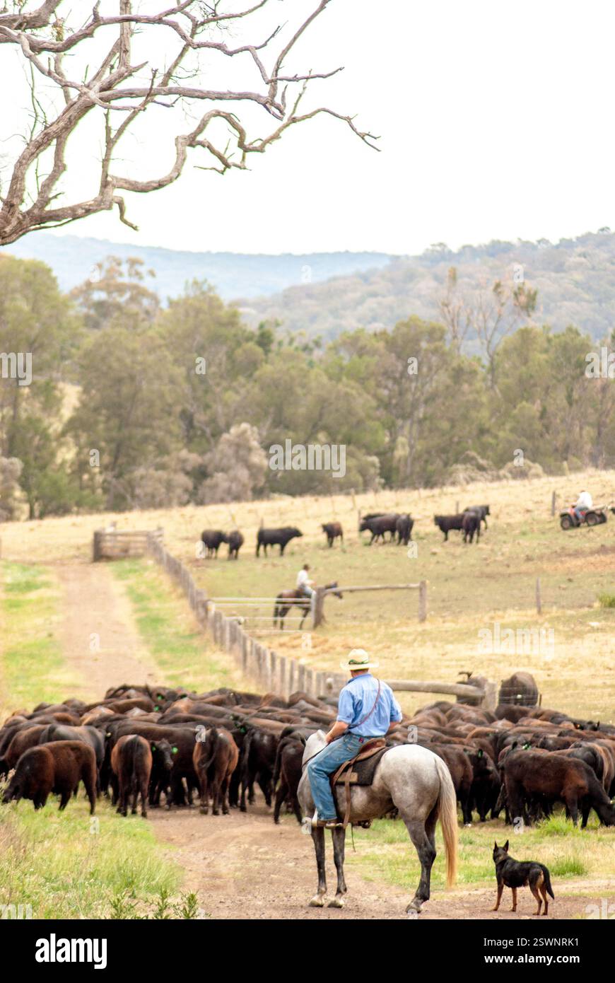men working cattle in Australia Stock Photo - Alamy