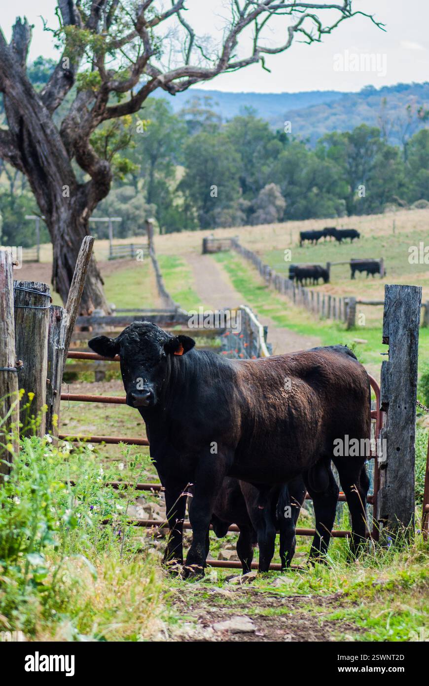 Stud beef bulls cows hi-res stock photography and images - Alamy