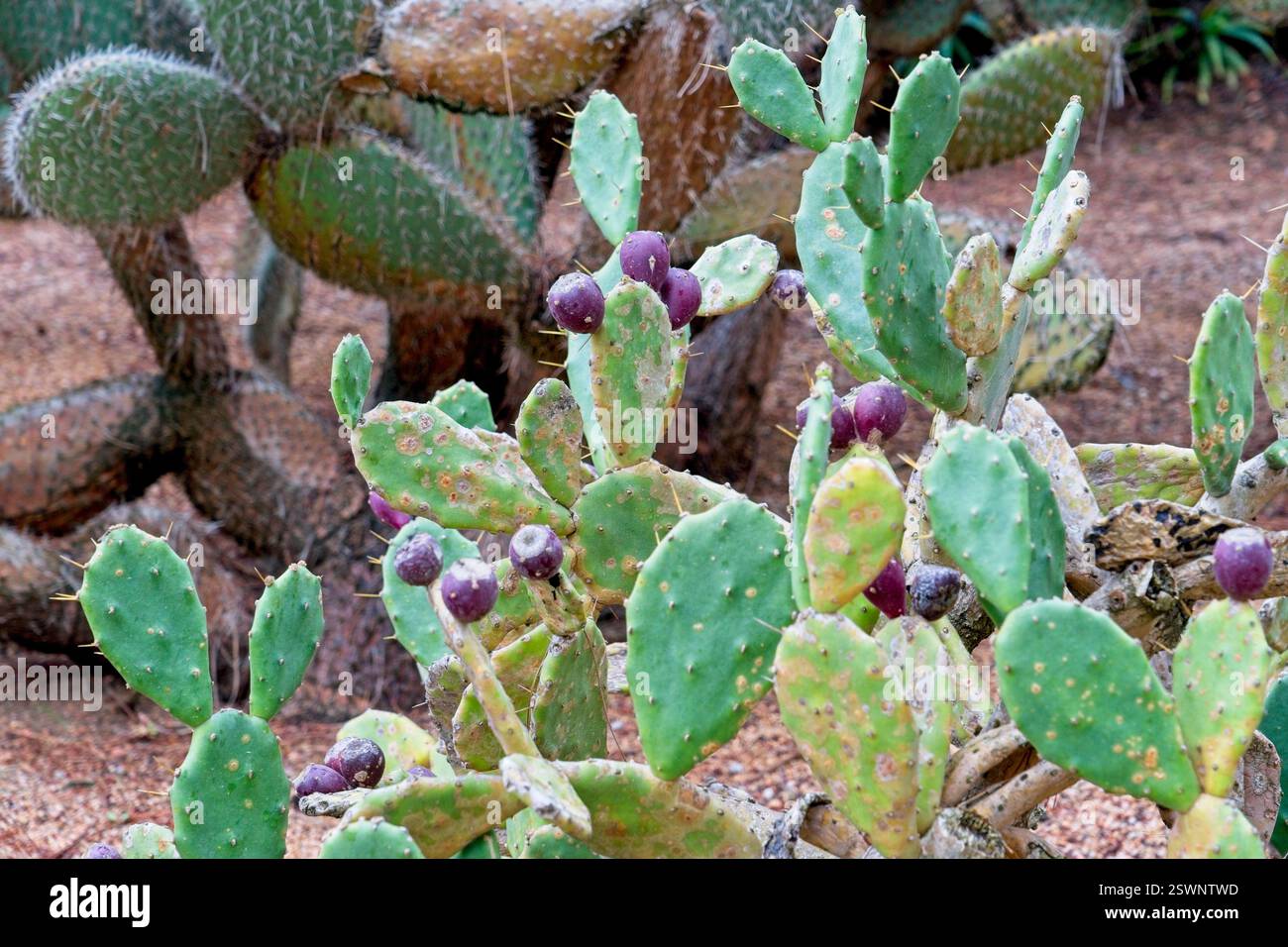 Cactus garden showing many types of cacti Stock Photo - Alamy