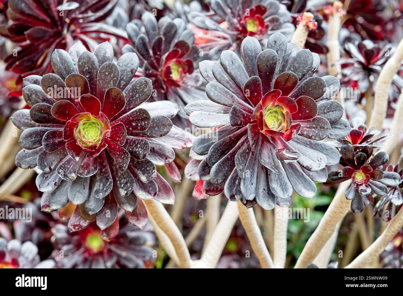 The beautiful plant Aeonium arboreum var. atropurpureum has a black ...