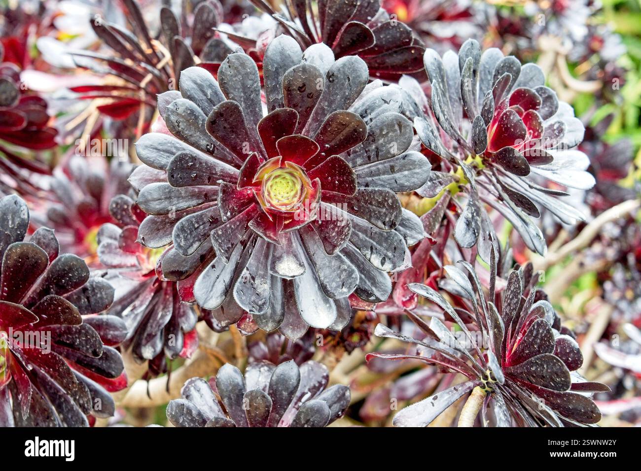 The beautiful plant Aeonium arboreum var. atropurpureum has a black ...