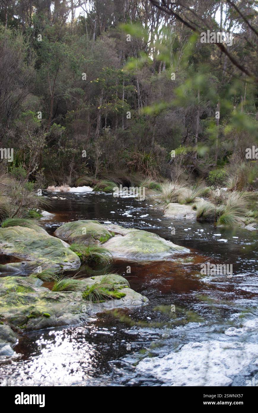 stream through the Tasmanian bush Stock Photo - Alamy