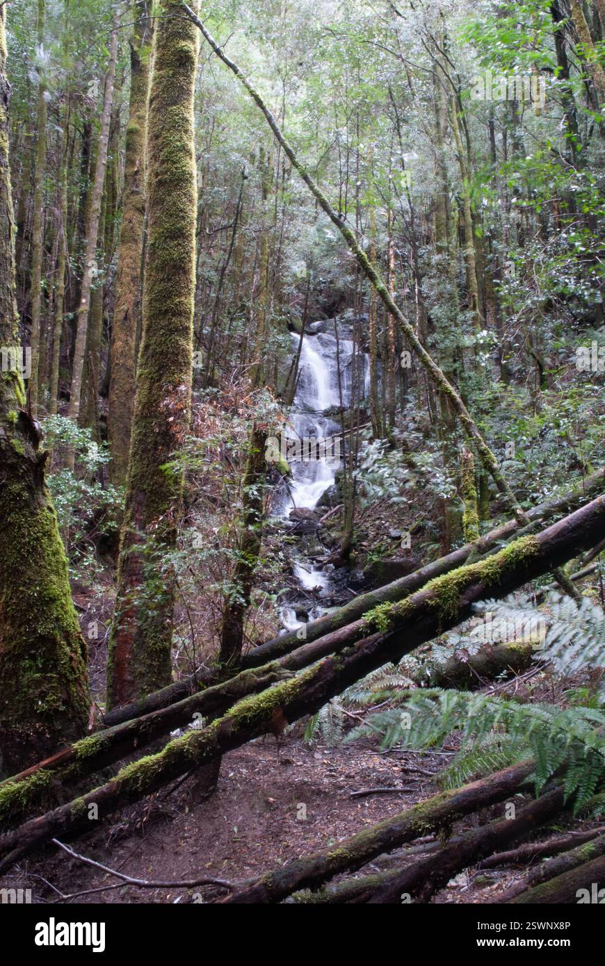 beautiful Australian rain forest Stock Photo - Alamy